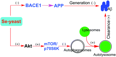 Selenium-enriched yeast inhibited β-amyloid production and modulated ...