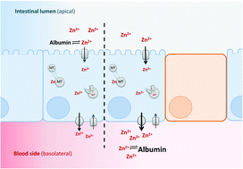 The impact of apical and basolateral albumin on intestinal zinc ...