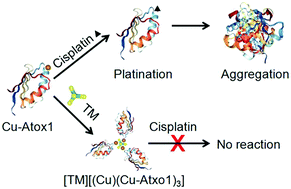 Tetrathiomolybdate inhibits the reaction of cisplatin with human copper ...