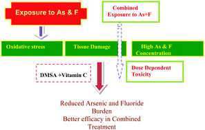 Combination therapy with vitamin C and DMSA for arsenic–fluoride co ...