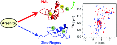 Arsenic trioxide preferentially binds to the ring finger protein PML ...