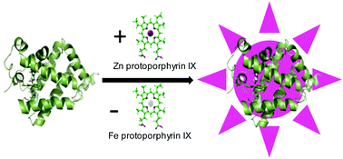 Utility of fluorescent heme analogue ZnPPIX to monitor conformational ...