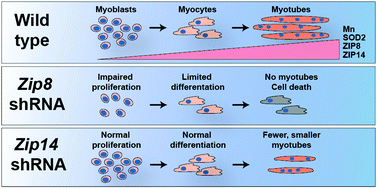 Manganese influx and expression of ZIP8 is essential in primary ...