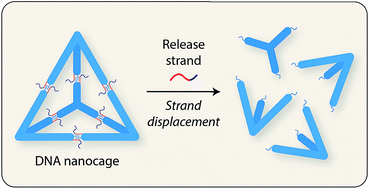 Controlled disassembly of a DNA tetrahedron using strand displacement ...