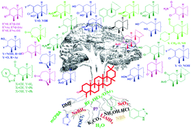 Friedelane triterpenoids: transformations toward A-ring modifications ...