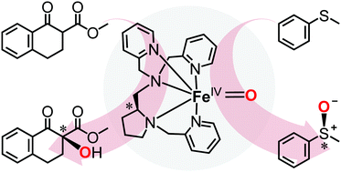 Synthesis, characterization, and reactivity of a chiral Fe(iv)–oxo ...