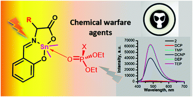 Exploration of fluorescent organotin compounds of α-amino acid Schiff bases for the detection of ...