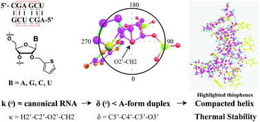 Modeling of canonical and C2′-O-thiophenylmethyl modified hexamers of ...