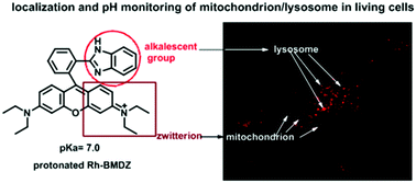A single rhodamine spirolactam probe for localization and pH monitoring ...