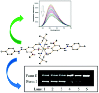 Syntheses, crystal structures, DNA binding, DNA cleavage and DFT study ...