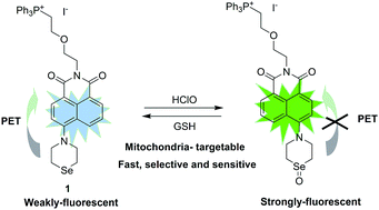 A naphthalimide based fast and selective fluorescent probe for ...
