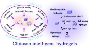 The chitosan hydrogels: from structure to function - New Journal of ...