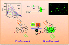 A fluorescein-based chemosensor for “turn-on” detection of Hg2+ and the ...