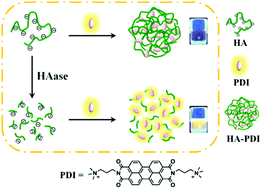 A label-free and fluorescence turn-on assay for sensitive detection of ...