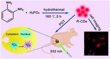 Preparation of N-doped yellow carbon dots and N, P co-doped red carbon ...
