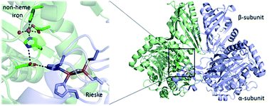 Rieske non-heme iron-dependent oxygenases catalyse diverse reactions in ...