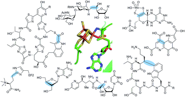 C–C bond forming radical SAM enzymes involved in the construction of ...