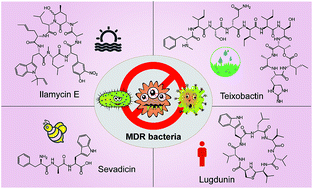 Nonribosomal antibacterial peptides that target multidrug-resistant ...
