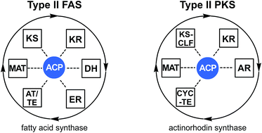 Type II fatty acid and polyketide synthases: deciphering protein ...
