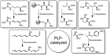 Pyridoxal phosphate-dependent reactions in the biosynthesis of natural ...