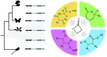 Biosynthesis and chemical diversity of β-lactone natural products ...