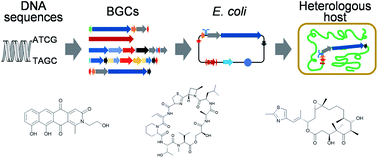 Heterologous expression of bacterial natural product biosynthetic ...