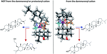 The protosteryl and dammarenyl cation dichotomy in polycyclic ...