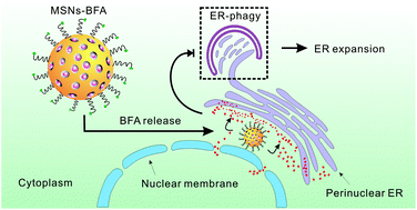 Combining autophagy-inducing peptides and brefeldin A delivered by ...
