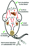 Biodistribution studies of ultrasmall silicon nanoparticles and carbon ...
