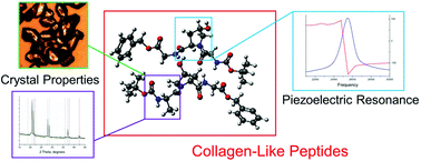 Deconstructing collagen piezoelectricity using alanine-hydroxyproline ...