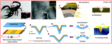 High-performance flexible strain sensor with bio-inspired crack arrays ...