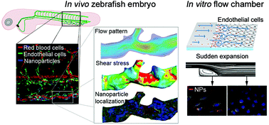 Nanoparticle localization in blood vessels: dependence on fluid shear ...