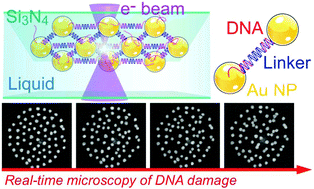 Radiation damage during in situ electron microscopy of DNA-mediated ...