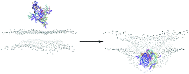 Steered molecular dynamics simulations reveal a self-protecting ...