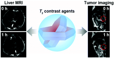 Iron-oxide-based twin nanoplates with strong T2 relaxation shortening ...
