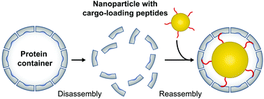 Peptide-directed encapsulation of inorganic nanoparticles into protein ...