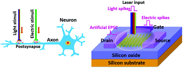 2D electric-double-layer phototransistor for photoelectronic and ...