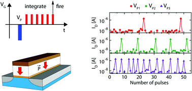 Mimicking biological neurons with a nanoscale ferroelectric transistor ...