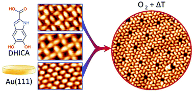 Self-assembly of 5,6-dihydroxyindole-2-carboxylic acid: polymorphism of ...