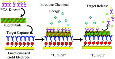 Biomolecular interfaces based on self-assembly and self-recognition ...