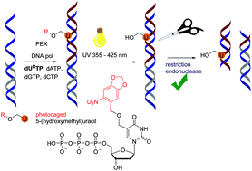 Protected 5-(hydroxymethyl)uracil nucleotides bearing visible-light ...