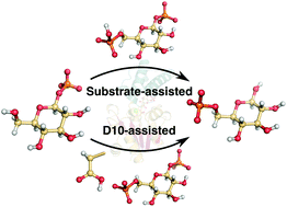 Computer simulations of the catalytic mechanism of wild-type and mutant ...