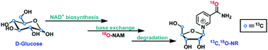 Chemo-enzymatic synthesis of isotopically labeled nicotinamide riboside ...