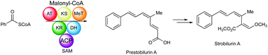 Investigations into the biosynthesis of the antifungal strobilurins ...