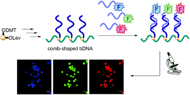 Synthesis of comb-shaped DNA using a non-nucleosidic branching ...