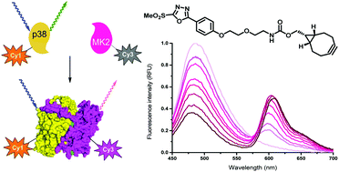 Tracking down protein–protein interactions via a FRET-system using site ...