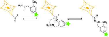 Rapid and reversible hydrazone bioconjugation in cells without the use ...