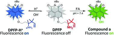 A dual functional fluorogenic probe for visualization of intracellular ...