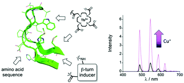 Influence of amino acid sequence in a peptidic Cu+-responsive ...