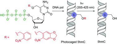 Deoxyribonucleotide Triphosphate Synthesis Of Polyanionic C5 Modified